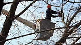 Tree Care Services - What exactly is a certified arborist?
