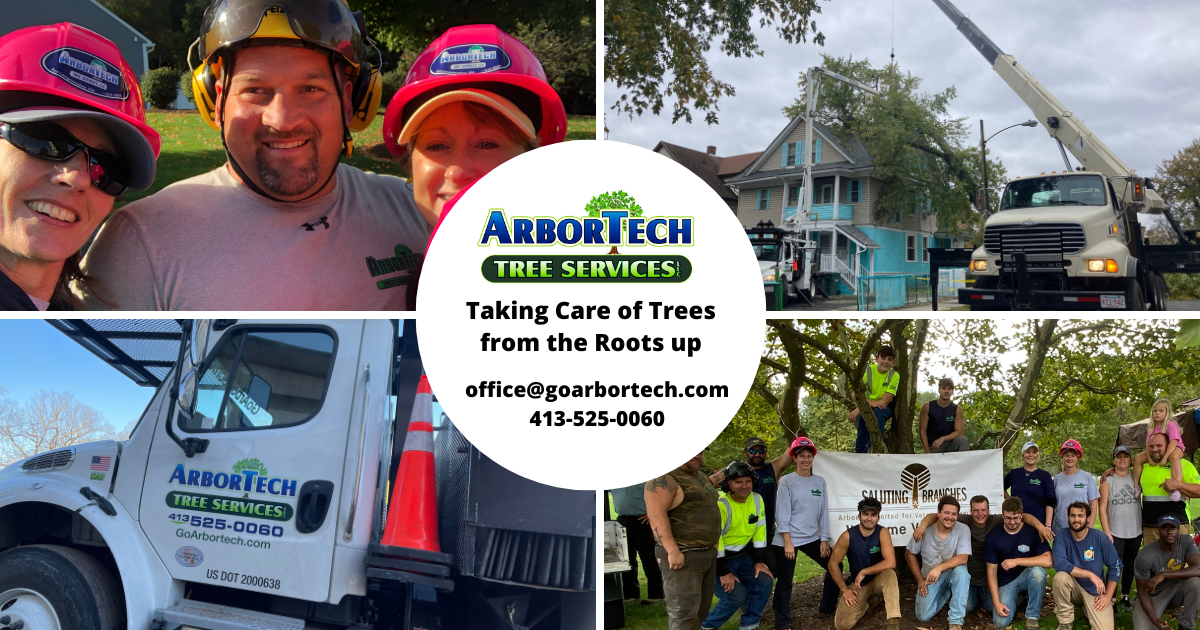Home - ArborTech Tree Services